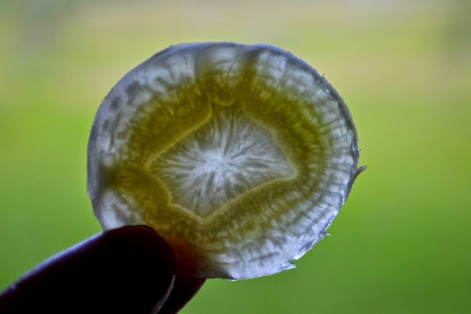 Mer spännande mat med hemmaodlat - Sara Bäckmo
