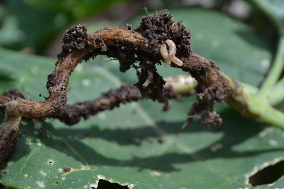 Fjäril, mal, barn - och fluga - Sara Bäckmo