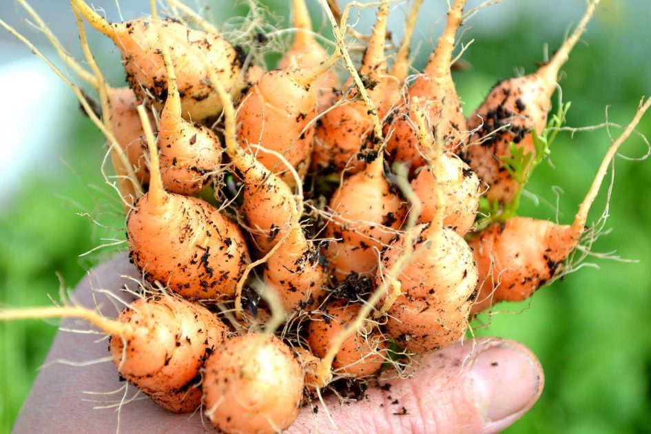 Vintersådda pytte-morötterna - Sara Bäckmo