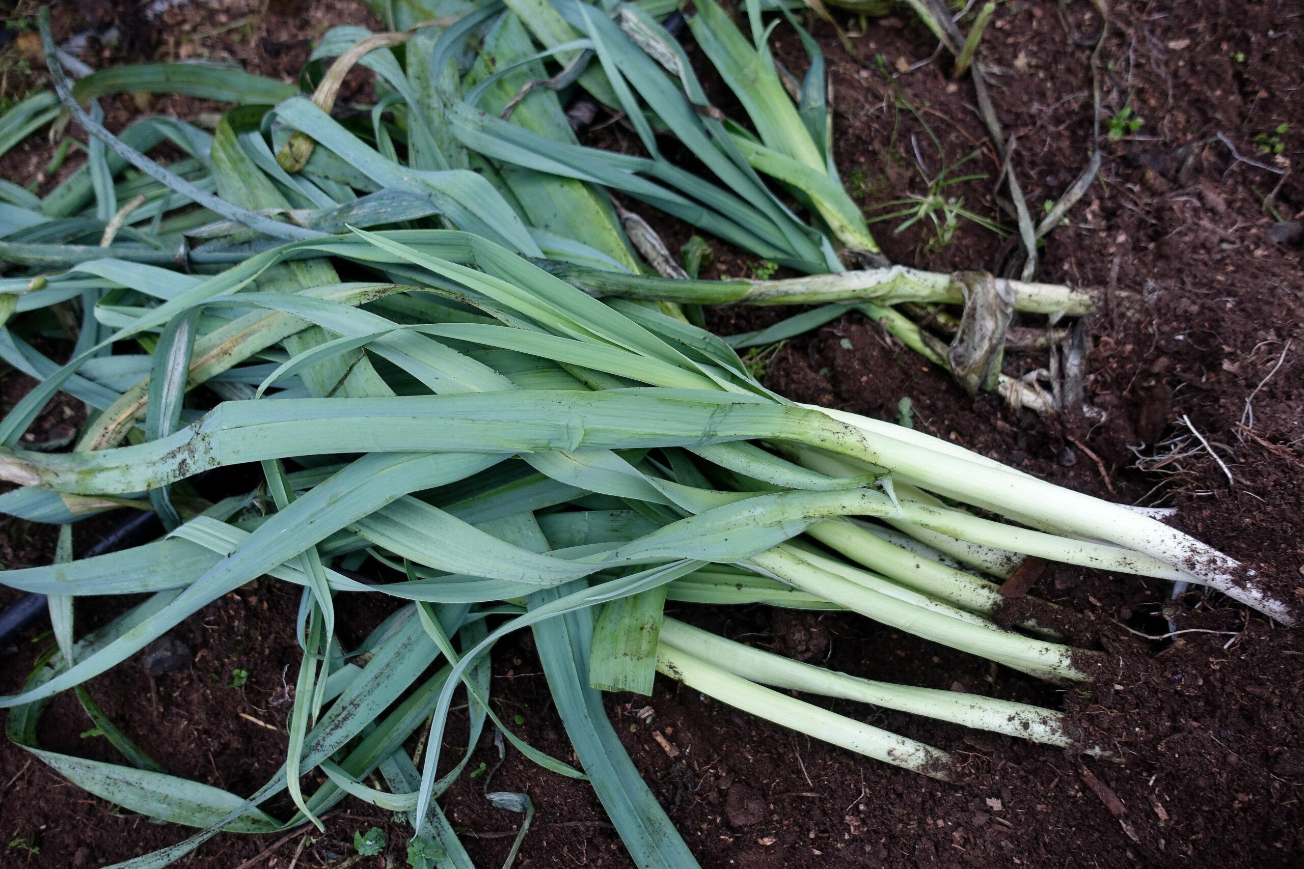 skillnadenstradgard_purjolok_purjo - Sara Bäckmo