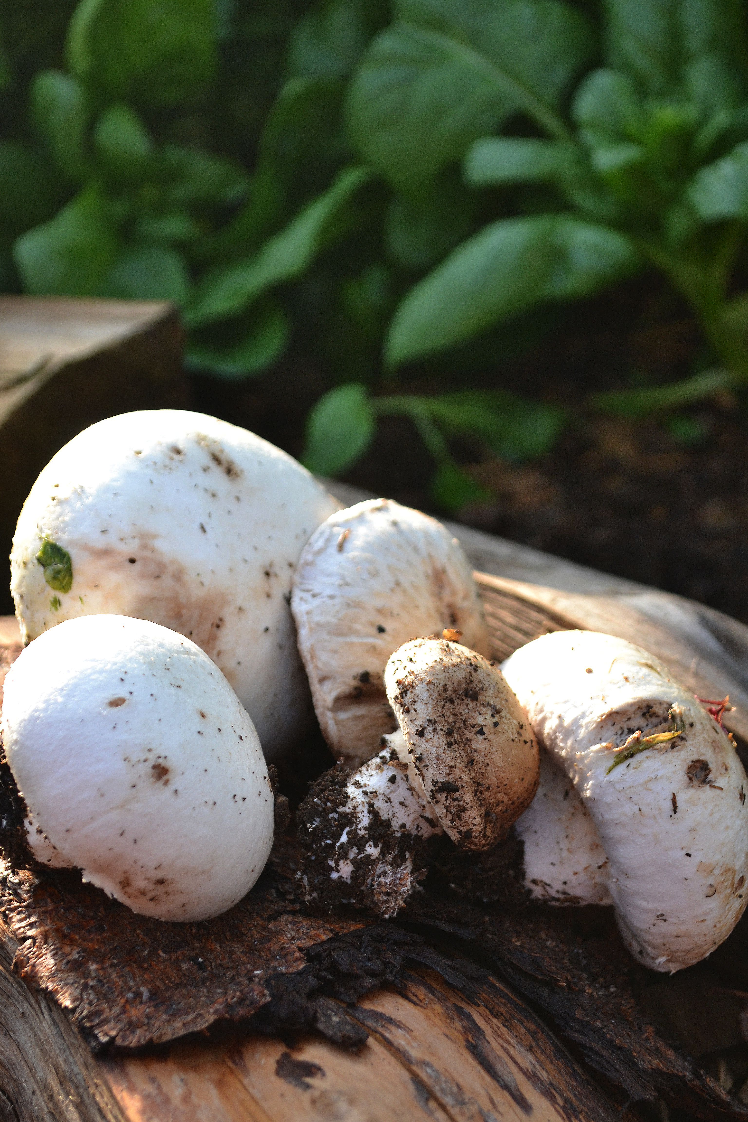 sarabackmo_spinach_champinjon - Sara Bäckmo