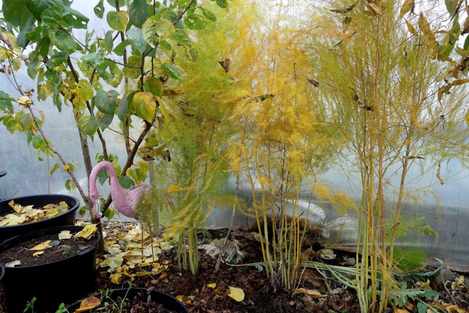 Ett år med sparris i tunneln - Sara Bäckmo