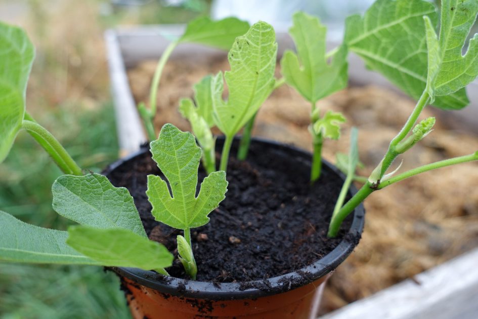 Propagating figs with cuttings – Sara at Skillnaden's