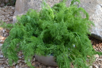 Odla mycket dill - Sara Bäckmo