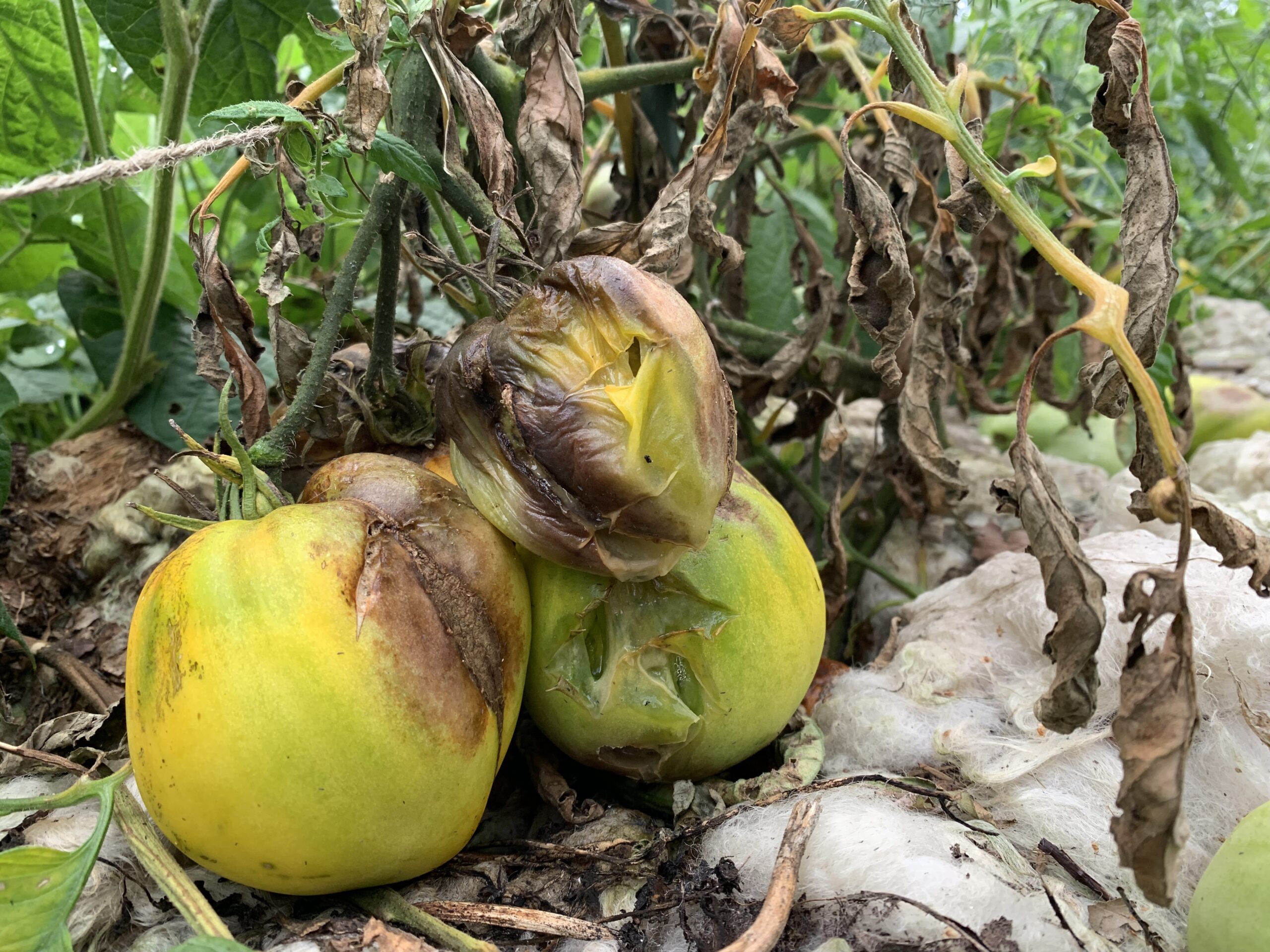 sarabackmo_potatisbladmogel_blight - Sara Bäckmo