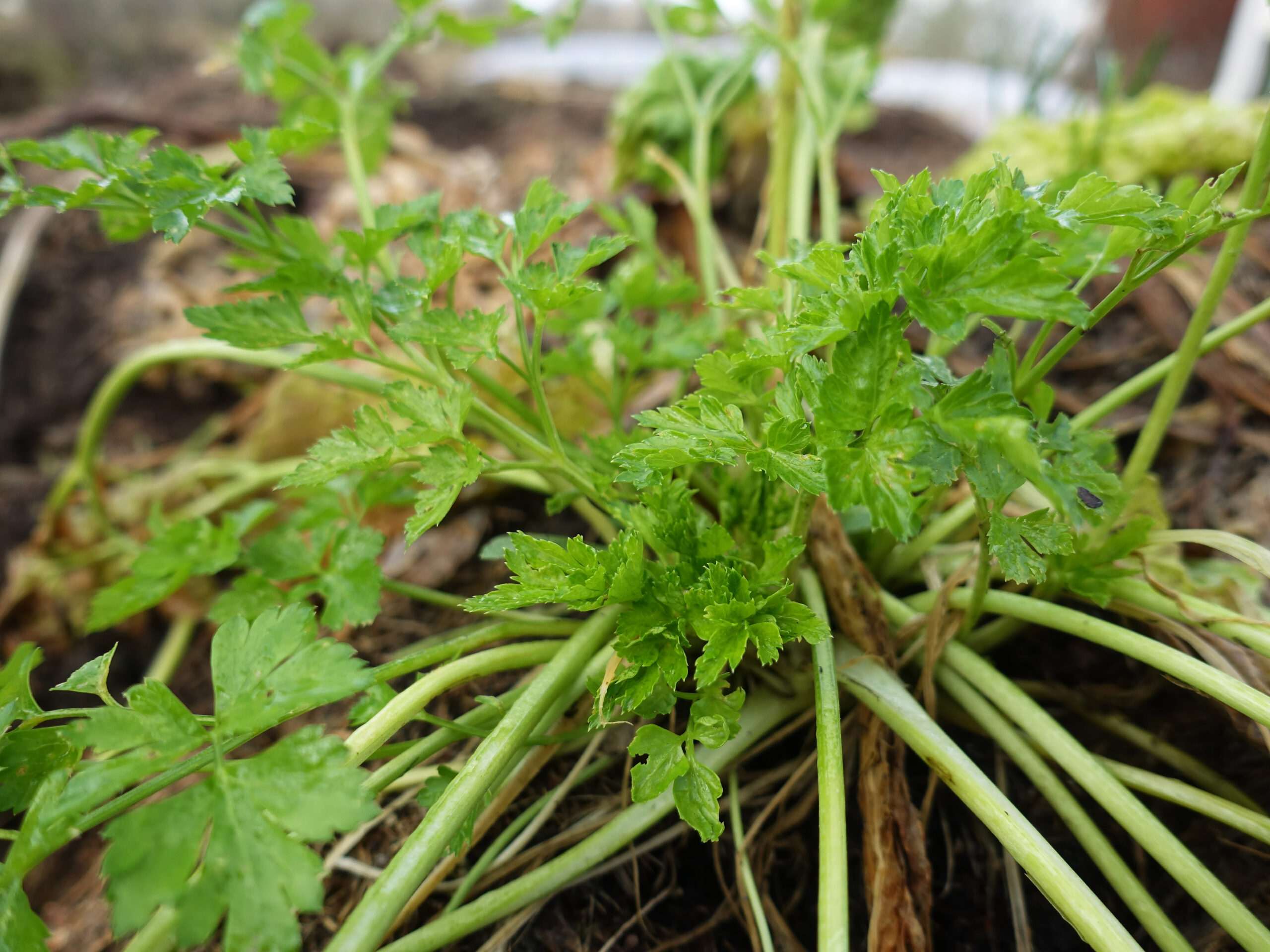 sarabackmo_persilja_parsley - Sara Bäckmo