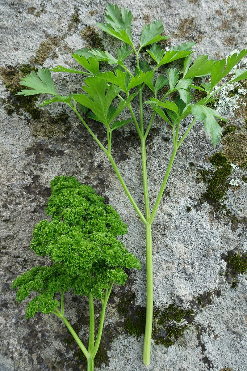 sarabackmo_persilja_parsley - Sara Bäckmo