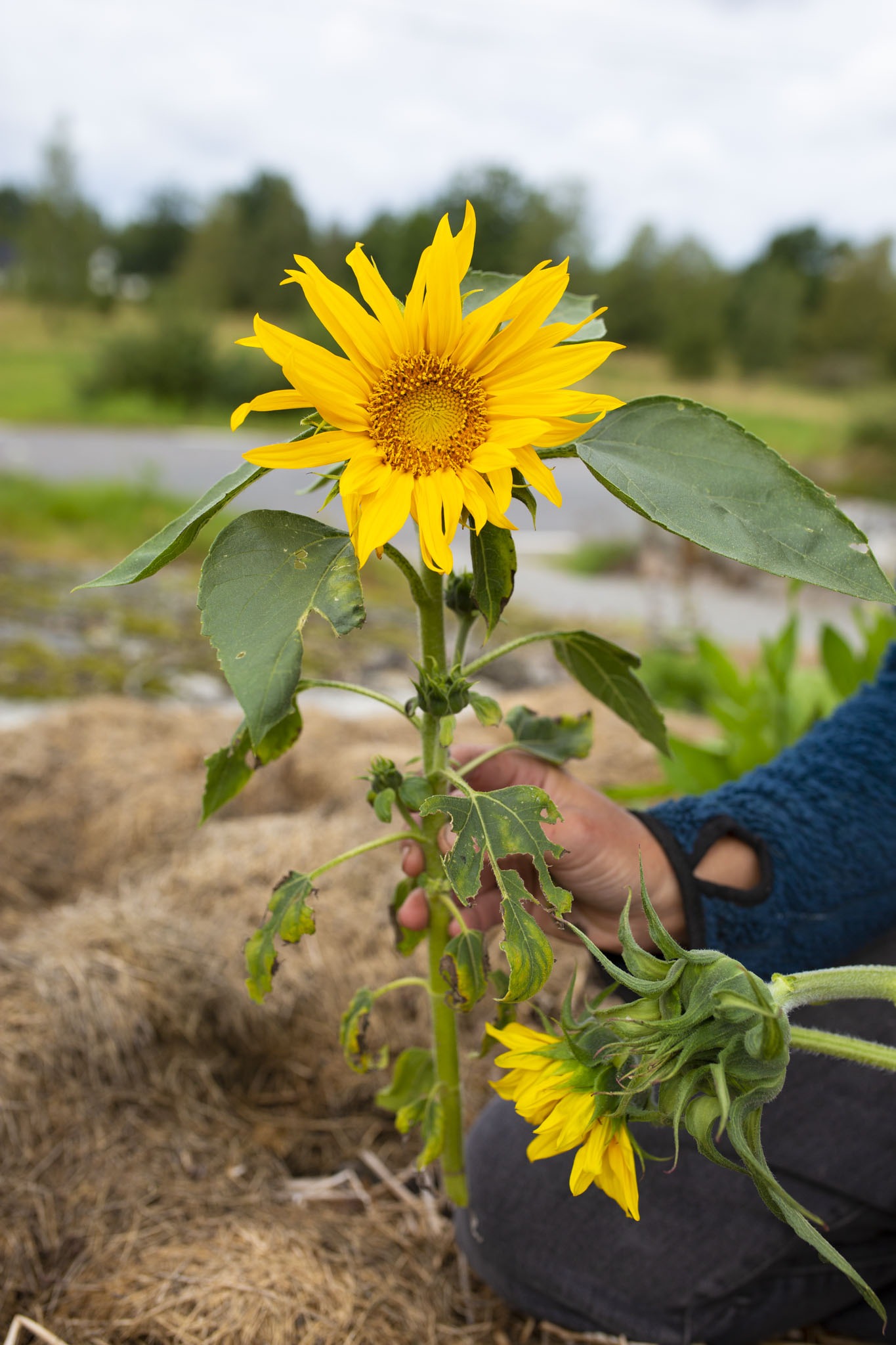 sarabackmo_snittblomma_sunflower - Sara Bäckmo