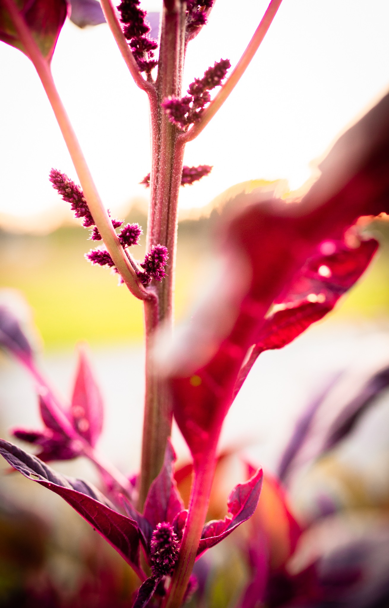 sarabackmo_tradgard_amaranth - Sara Bäckmo