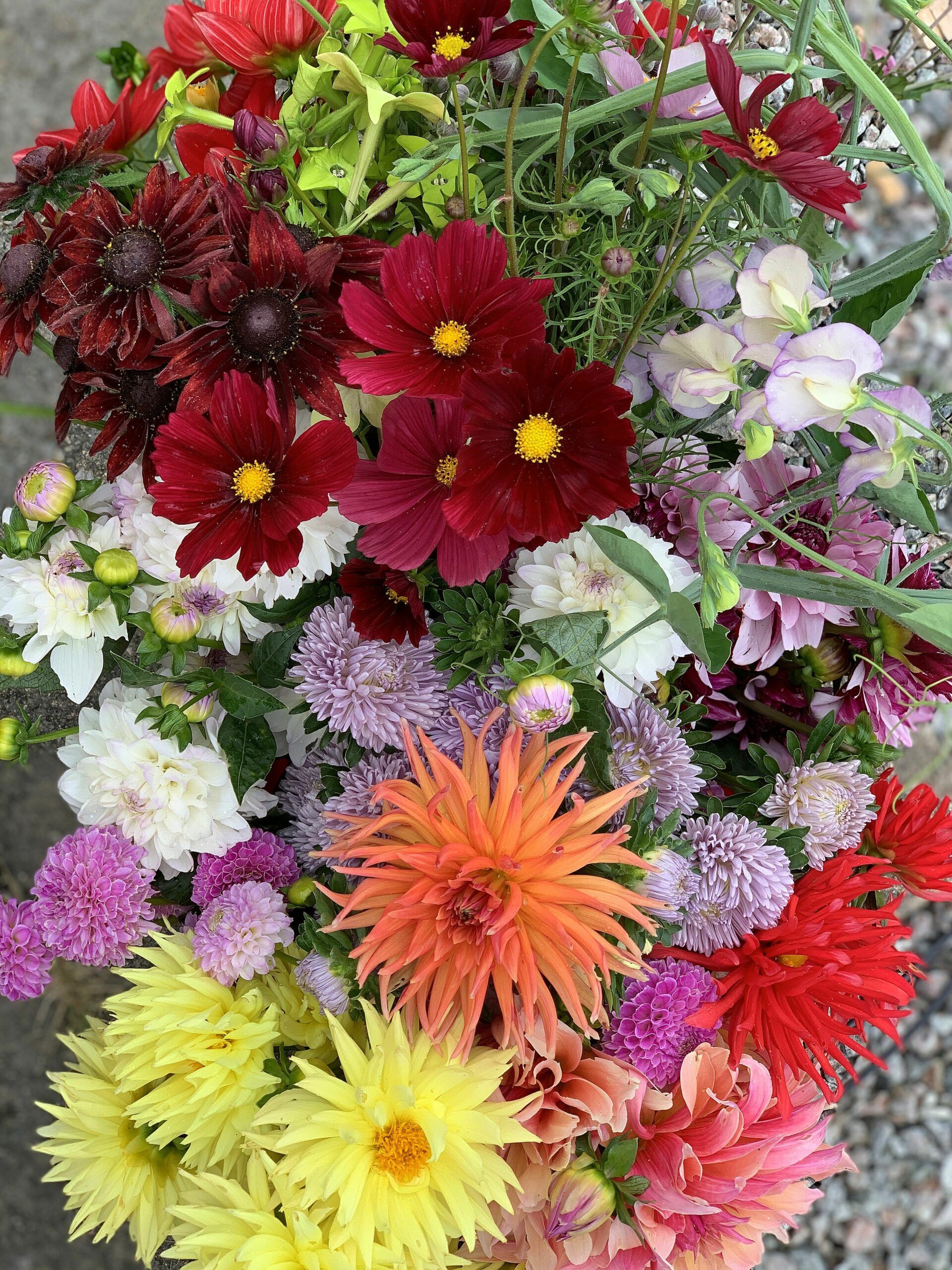 Bergsrabatten - från gräs till blommor - Sara Bäckmo