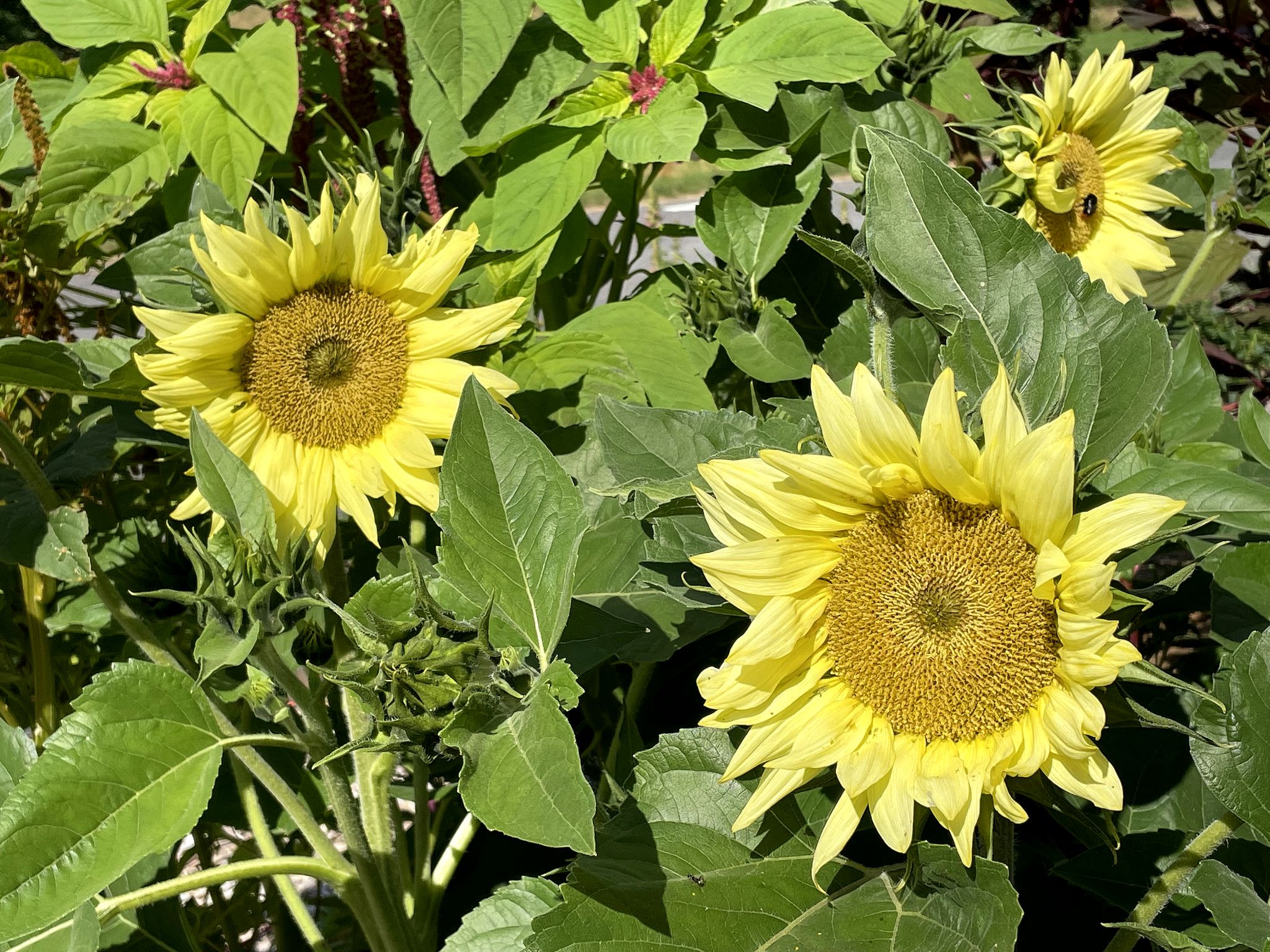 sarabackmo_solrosor_sunflowers - Sara Bäckmo